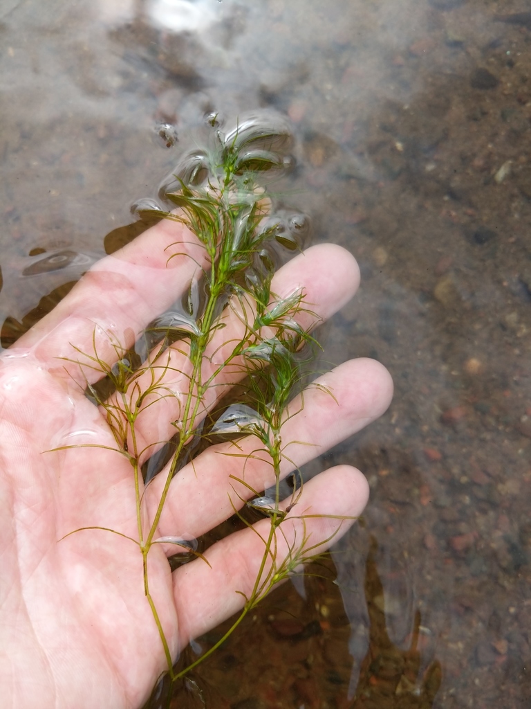 thread-leaved water-nymph (ADIRONDACK RESEARCH GUIDEBOOK) · iNaturalist