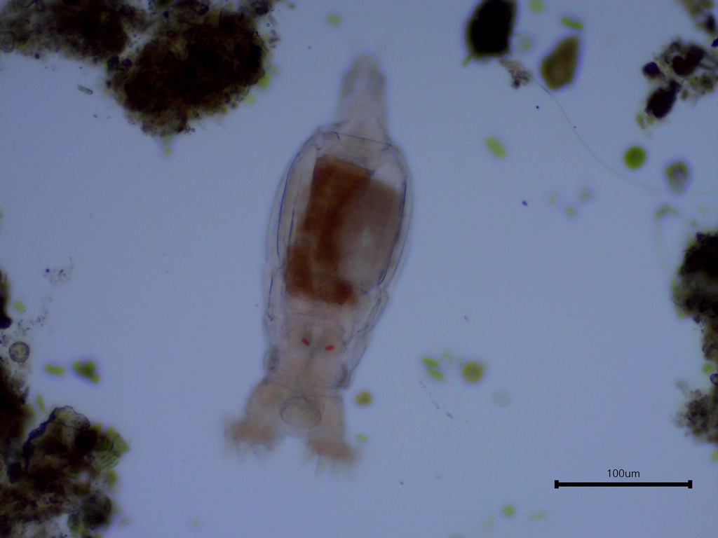 Common Rotifer from Concepción, Bio Bio, Chile on August 19, 2020 at 07 ...