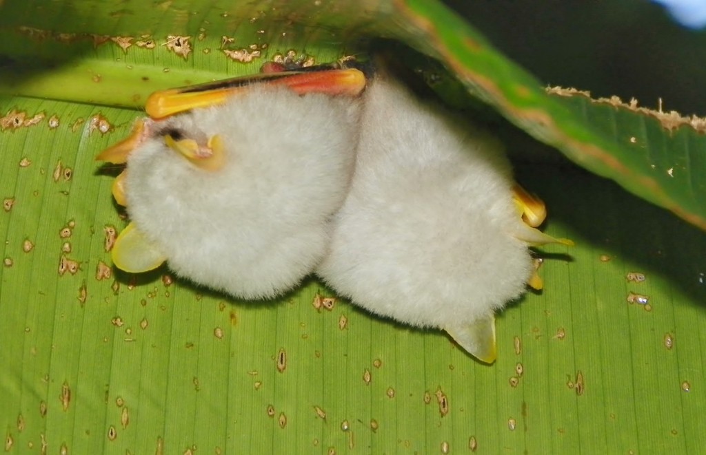 Honduran White Bat (Ectophylla alba) - Know Your Mammals