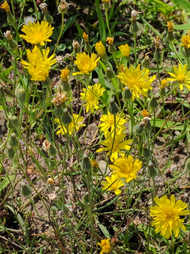 narrow-leaved hawksbeard from 11 Listopada 247 17-300 Siemiatycze on ...