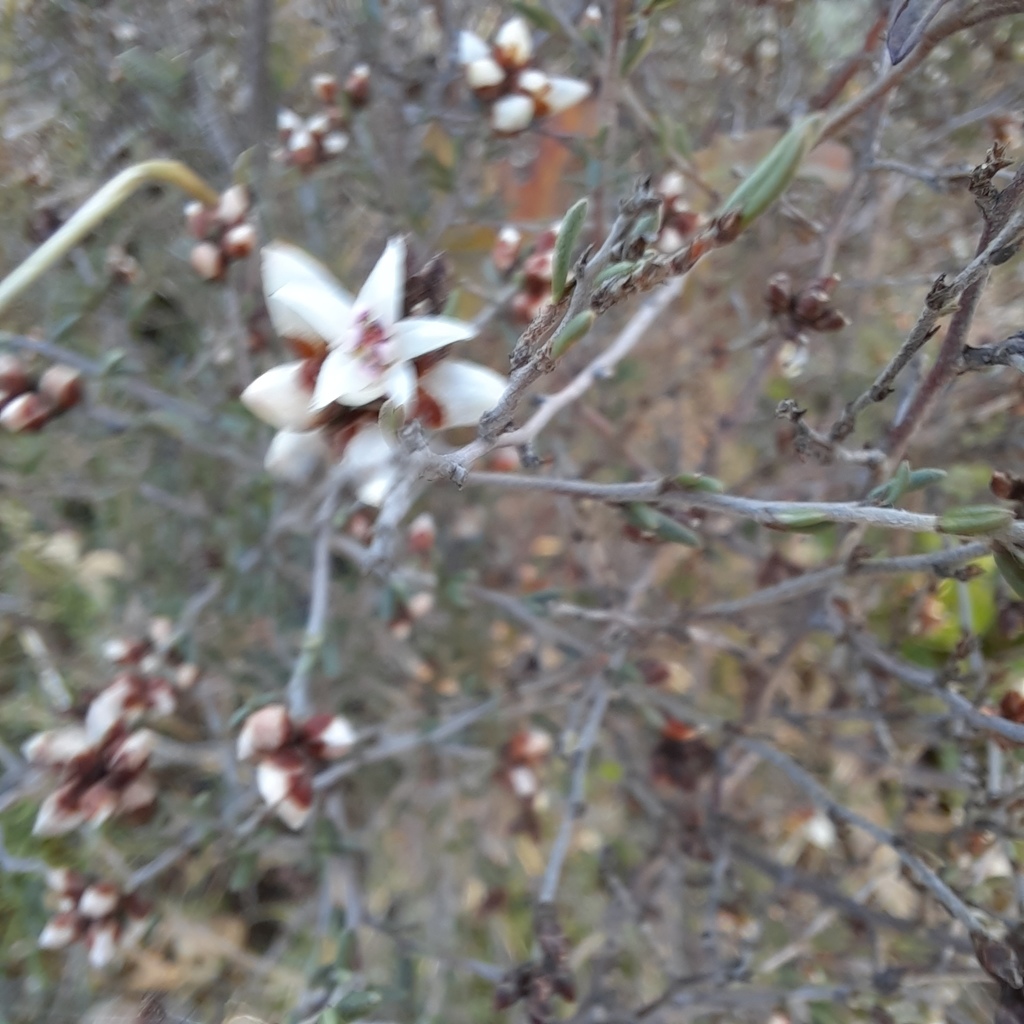 silky cryptandra (Cryptandra speciosa) - Botanical Realm