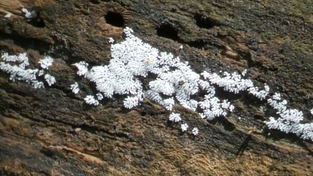 Common Coral Slime from Frederick County, MD, USA on August 18, 2020 at ...