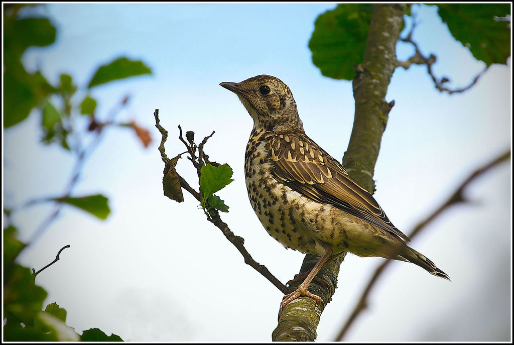 Mistle Thrush (Birds of Germany) · iNaturalist