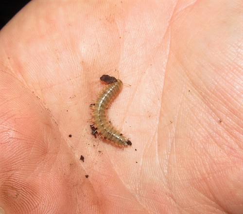 Morrison’s Twisted-Claw Millipede (Nannaria morrisoni) · iNaturalist