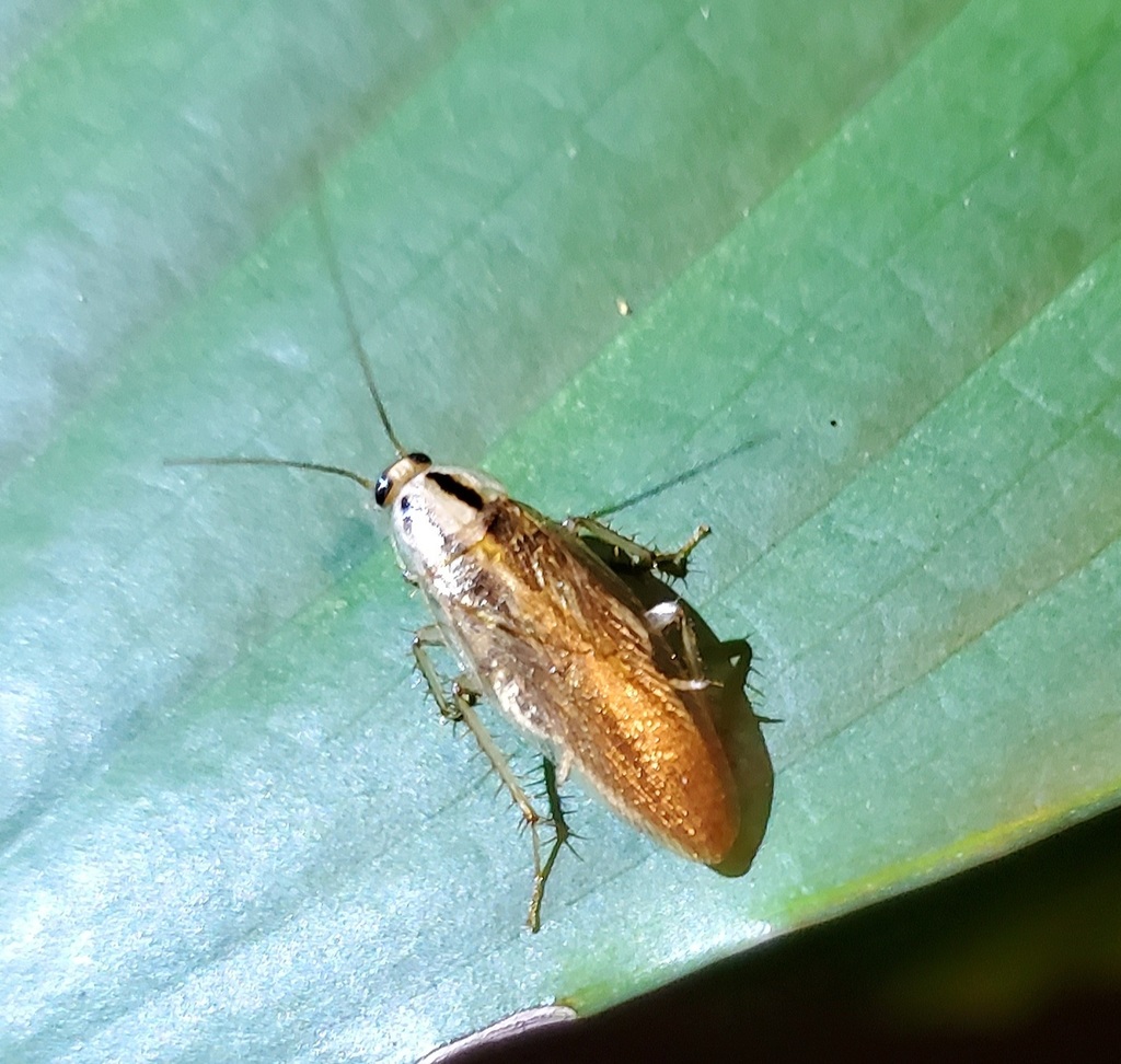 German Cockroach from Tallassee, AL 36078, USA on August 8, 2020 at 08:20 PM by Bob Reed ...