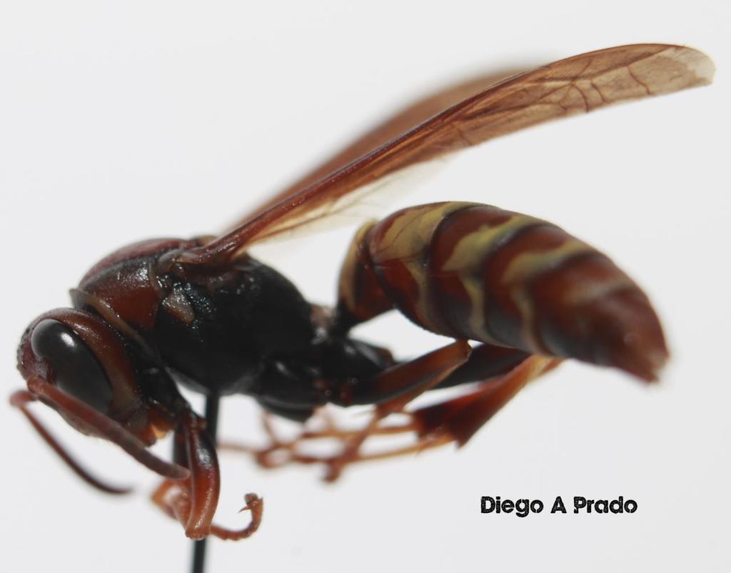 Hunter's Little Paper Wasp from Tolimán, Qro., México on March 21, 2018 ...