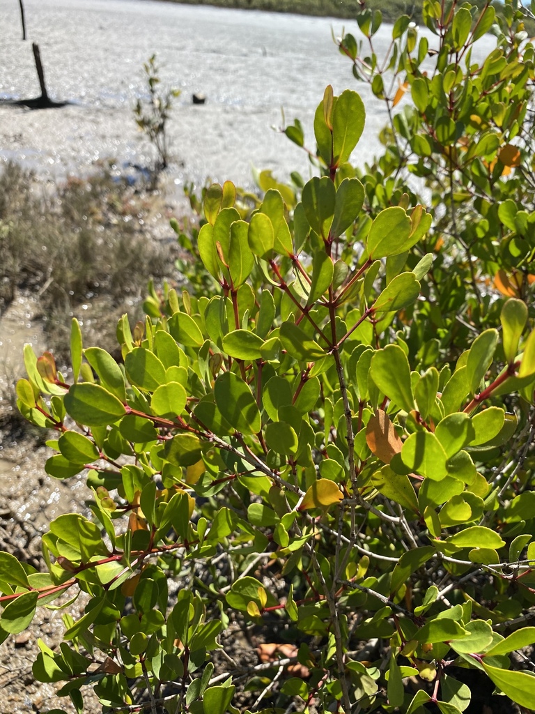 myrtle mangrove from Callemondah, QLD, AU on August 20, 2020 at 11:42 ...