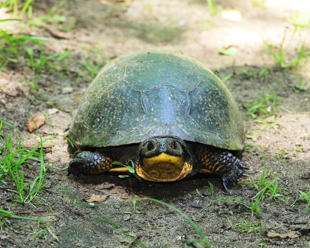 Blanding's Turtle in June 2016 by J Gibbons · iNaturalist