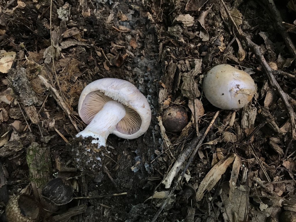 Webcaps from Brown County, US-IN, US on August 16, 2020 at 12:37 PM by ...