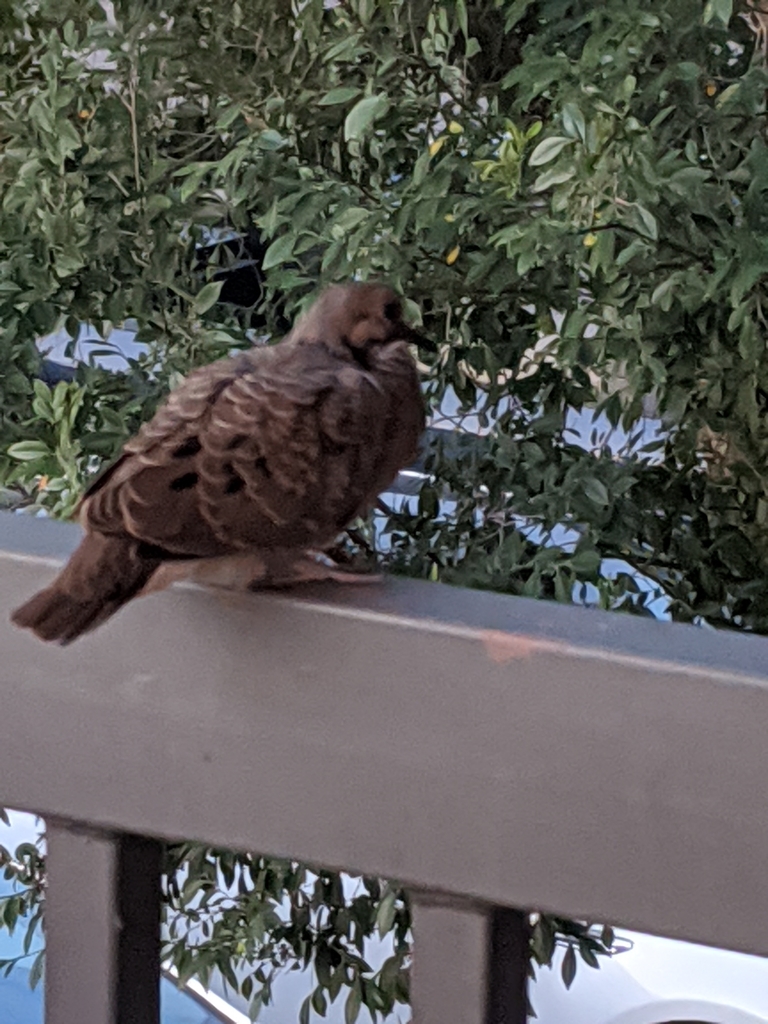 Mourning Dove from Lubbock, TX 79424, USA on August 19, 2020 at 08:39 ...