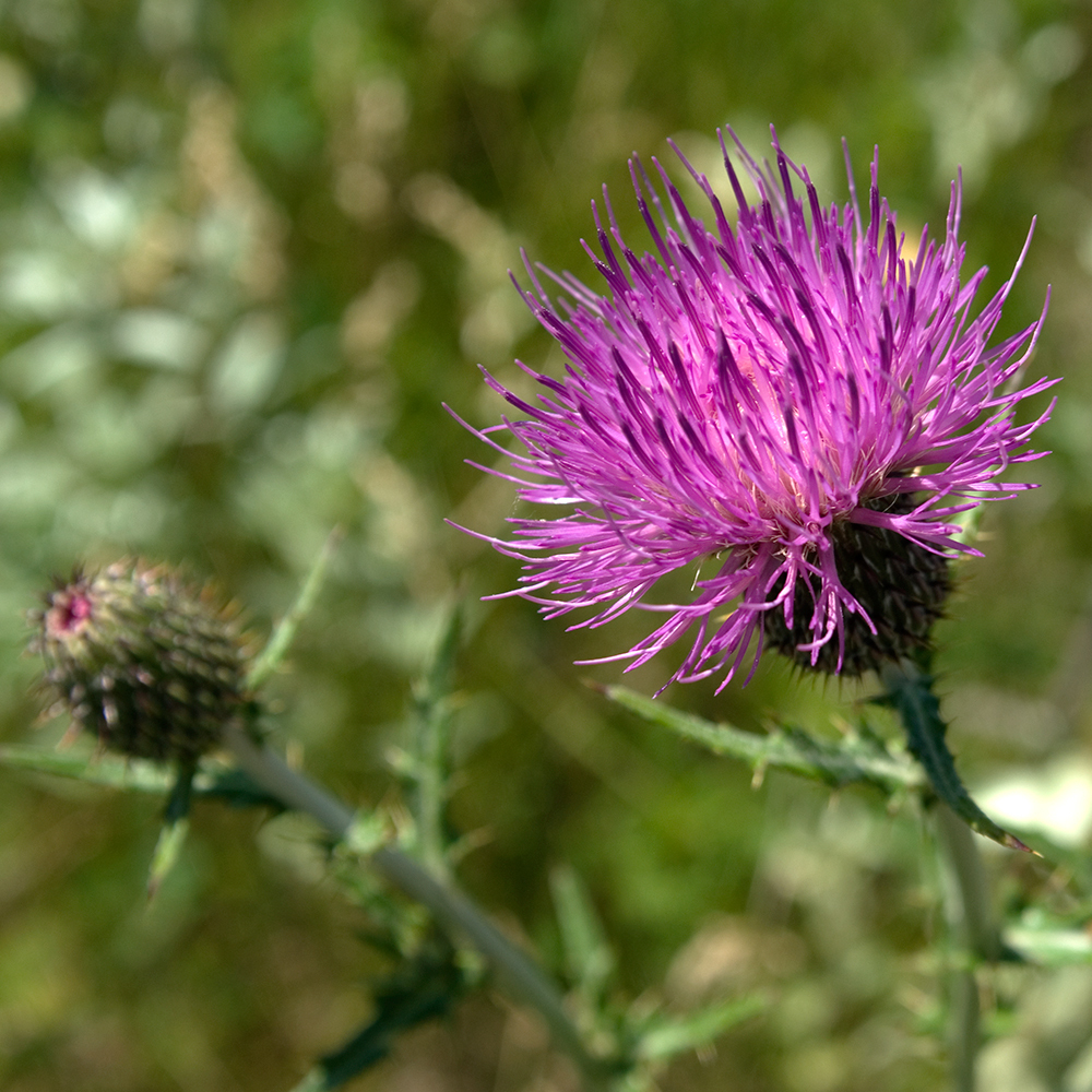 Flodman's thistle from Booth, Winnipeg, MB, Canada on July 15, 2017 at 05:41 AM by Mary Krieger ...