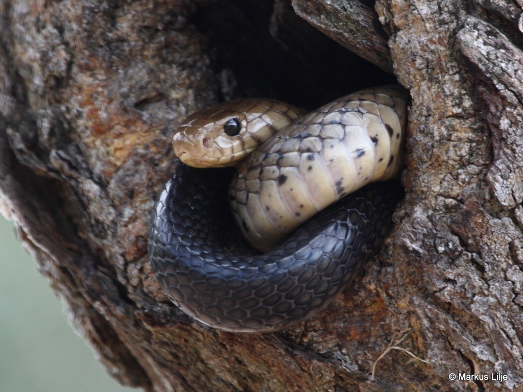 Brown Forest Cobra (Naja subfulva) - Snakes and Lizards