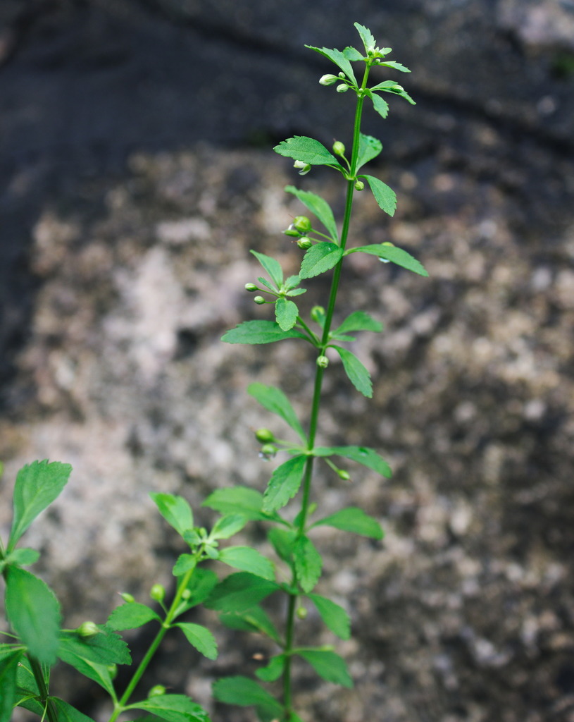 licorice weed from Chuk Yuen Road, Hong Kong on July 16, 2017 at 03:31 ...