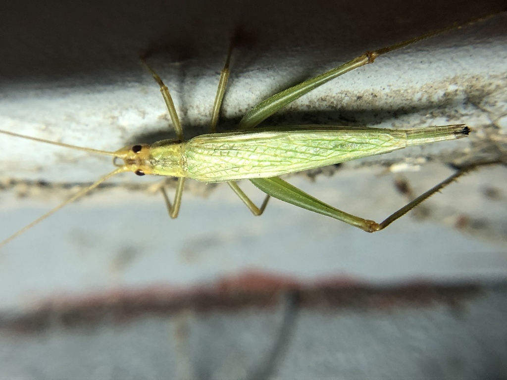 Common Tree Crickets in August 2020 by cramer45 · iNaturalist