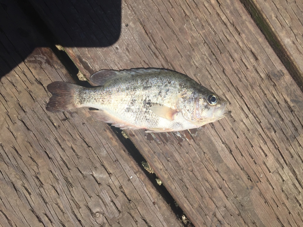 Sacramento Perch in July 2017 by Scott Loarie · iNaturalist