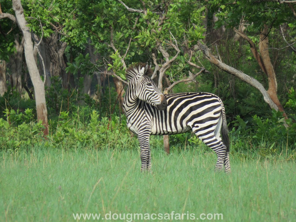 Plains Zebra in November 2017 by Doug Macdonald · iNaturalist