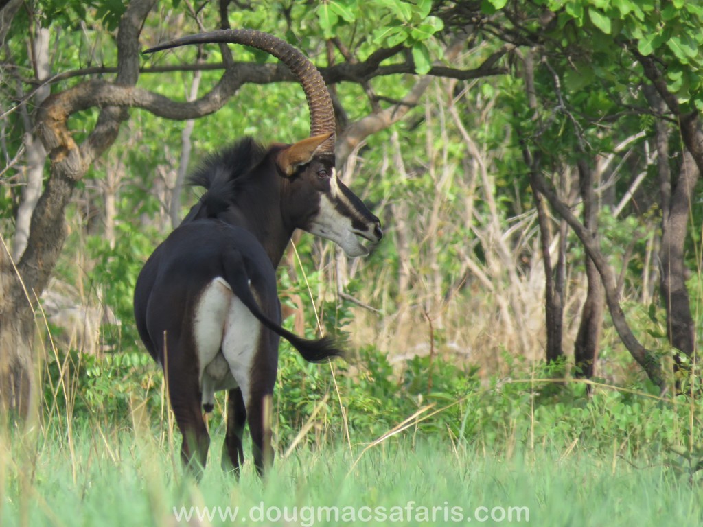 West Tanzanian Sable Antelope from Kafue North on November 22, 2017 at ...