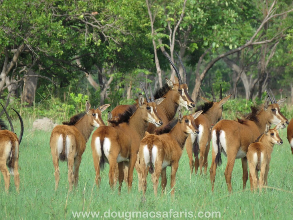 West Tanzanian Sable Antelope from Kafue North on November 22, 2017 at ...