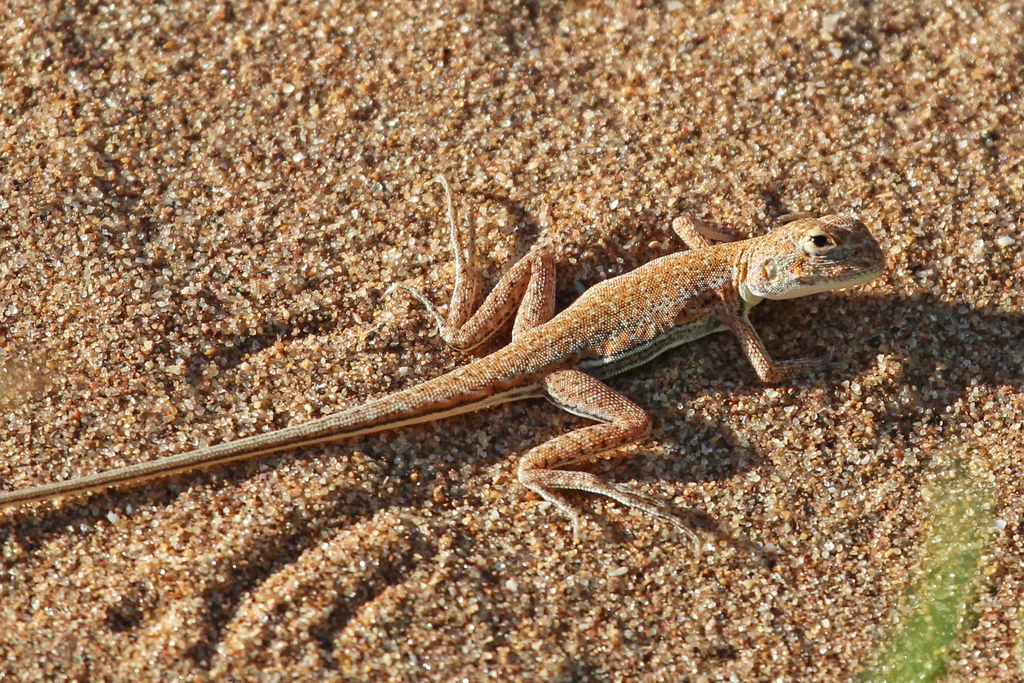 Long-tailed Sand-dragon from Onslow WA 6710, Australia on March 16 ...