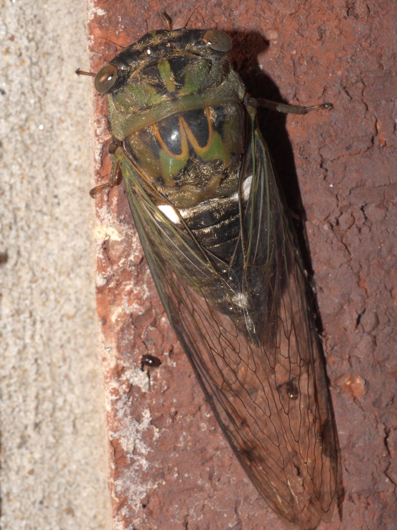 Neotibicen pruinosus pruinosus