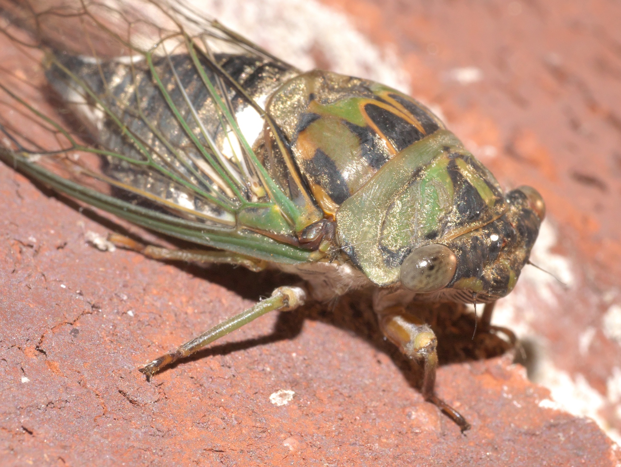 Neotibicen pruinosus pruinosus