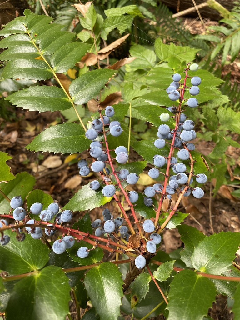 Cascade Oregon-grape from Bellingham, WA, US on August 19, 2020 at 01: ...