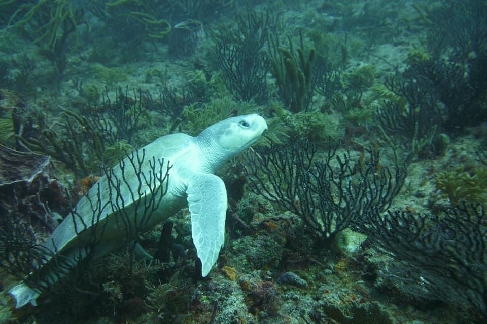 Kemp's Ridley Sea Turtle (Wildlife of Coastal Texas) · iNaturalist