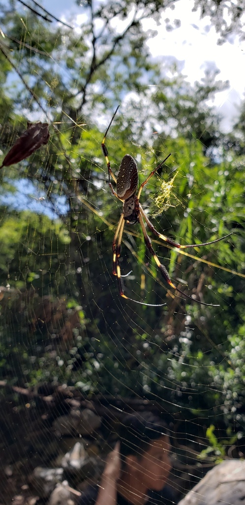 Golden Silk Spider from La Paz, Honduras on October 26, 2019 by ...