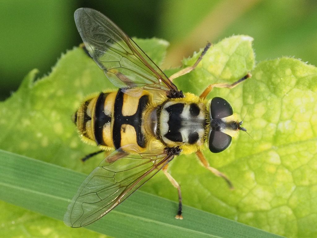 Yellow-haired Sun Fly (Insects of Jaén, AN, ES) · iNaturalist
