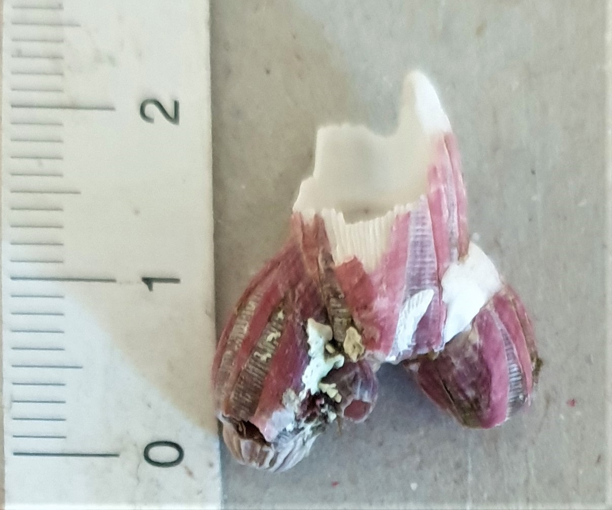 Megabalanus coccopoma (Darwin, 1854)