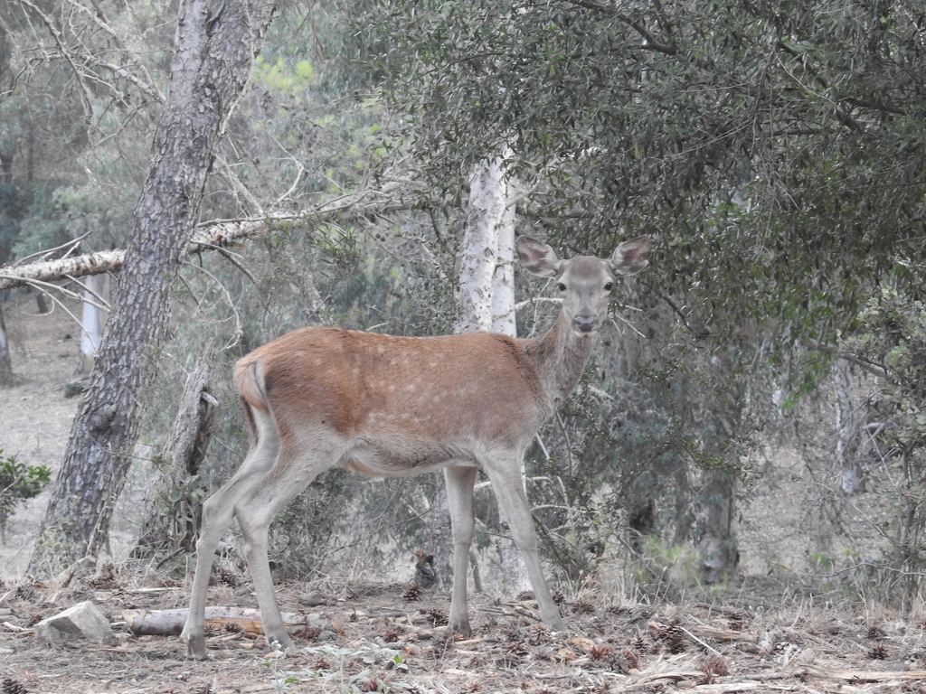 European Red Deer (Cervus elaphus elaphus) - Know Your Mammals