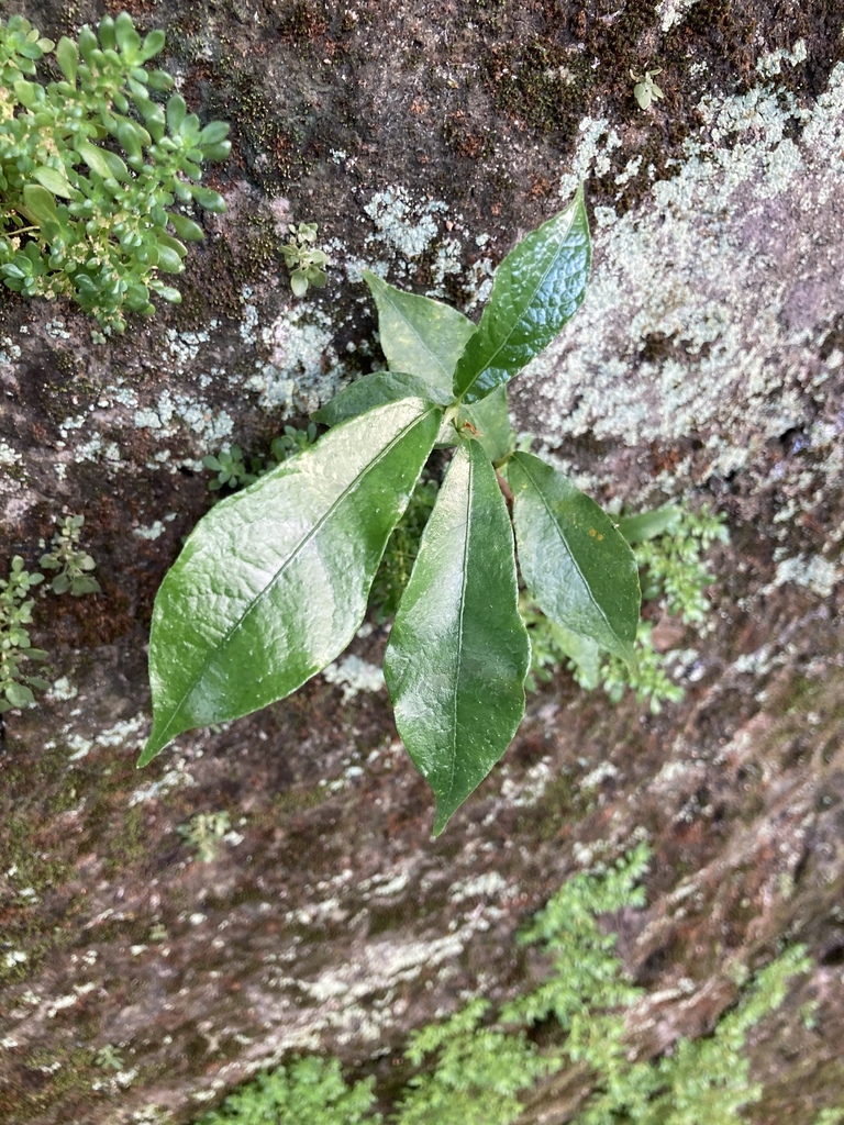 Ficus formosana from 公館路, 北投區, TW on August 20, 2020 at 05:34 PM by ...