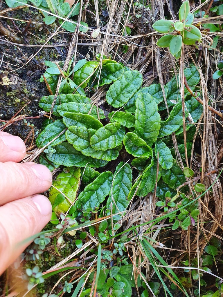 Brachyglottis traversii in August 2020 by Oscar Grant. Locally common ...