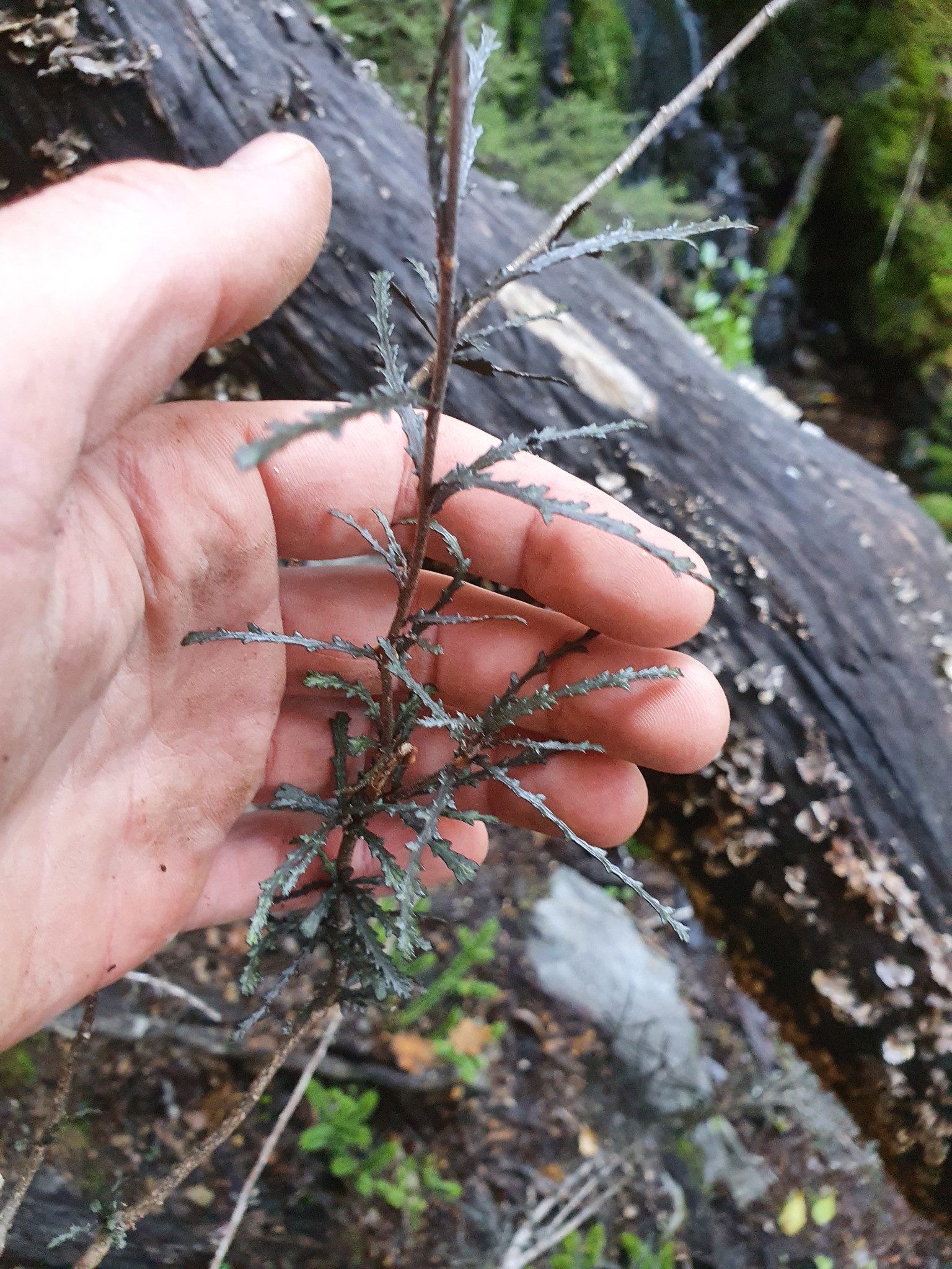 Pittosporum patulum Hook.fil.