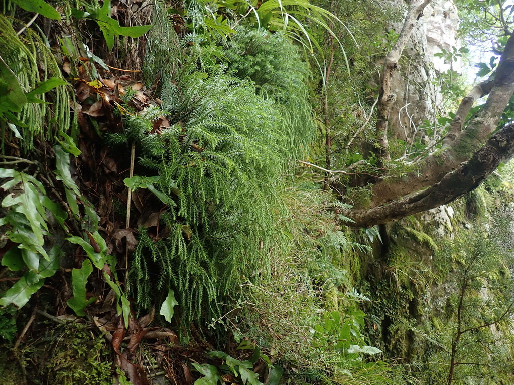 hanging clubmoss from Montgomery Scenic Reserve, Banks Peninsula ...