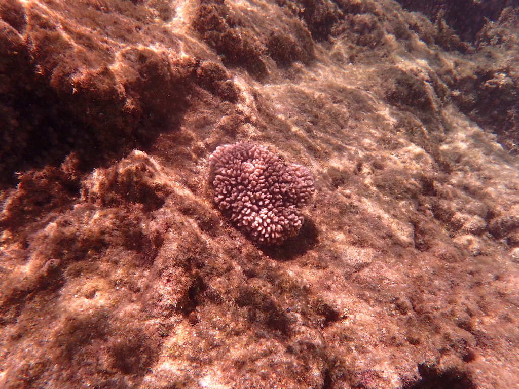 Lace Coral from Rottnest Island WA 6161, Australia on December 8, 2019 ...