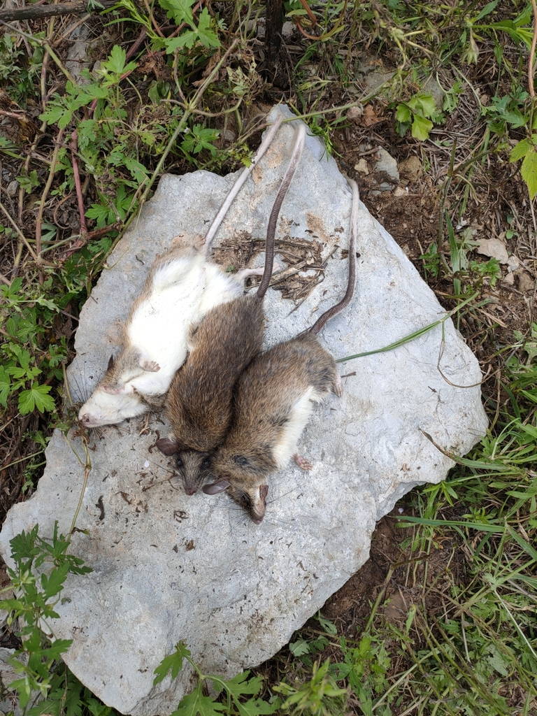 Chinese White-bellied Rat from 北京市门头沟区王平村公交站 on August 20, 2020 at 10: ...