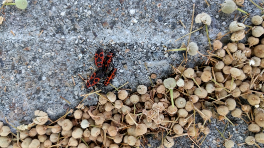 European Firebug from Salt Lake County, US-UT, US on July 16, 2017 at ...