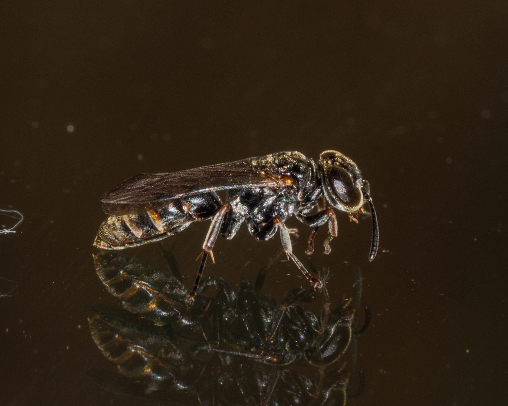 Pison koreense from Brampton, ON, Canada on August 20, 2020 at 07:05 AM ...