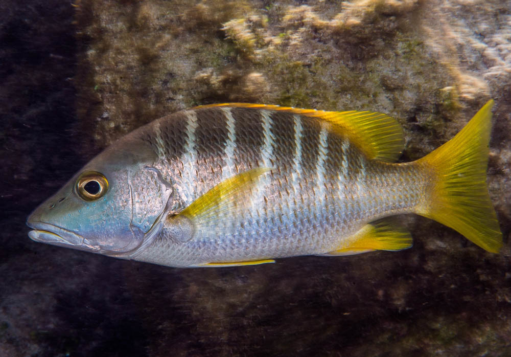 Schoolmaster Snapper