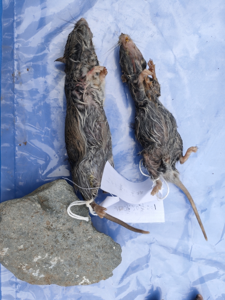 Korean Field Mouse from 北京市门头沟区马家洼 on August 20, 2020 at 02:01 PM by ...