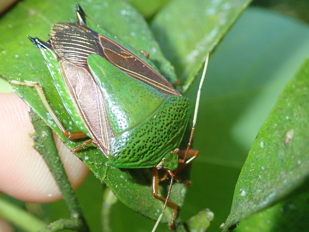 Pygoda polita in April 2020 by Tsssss · iNaturalist