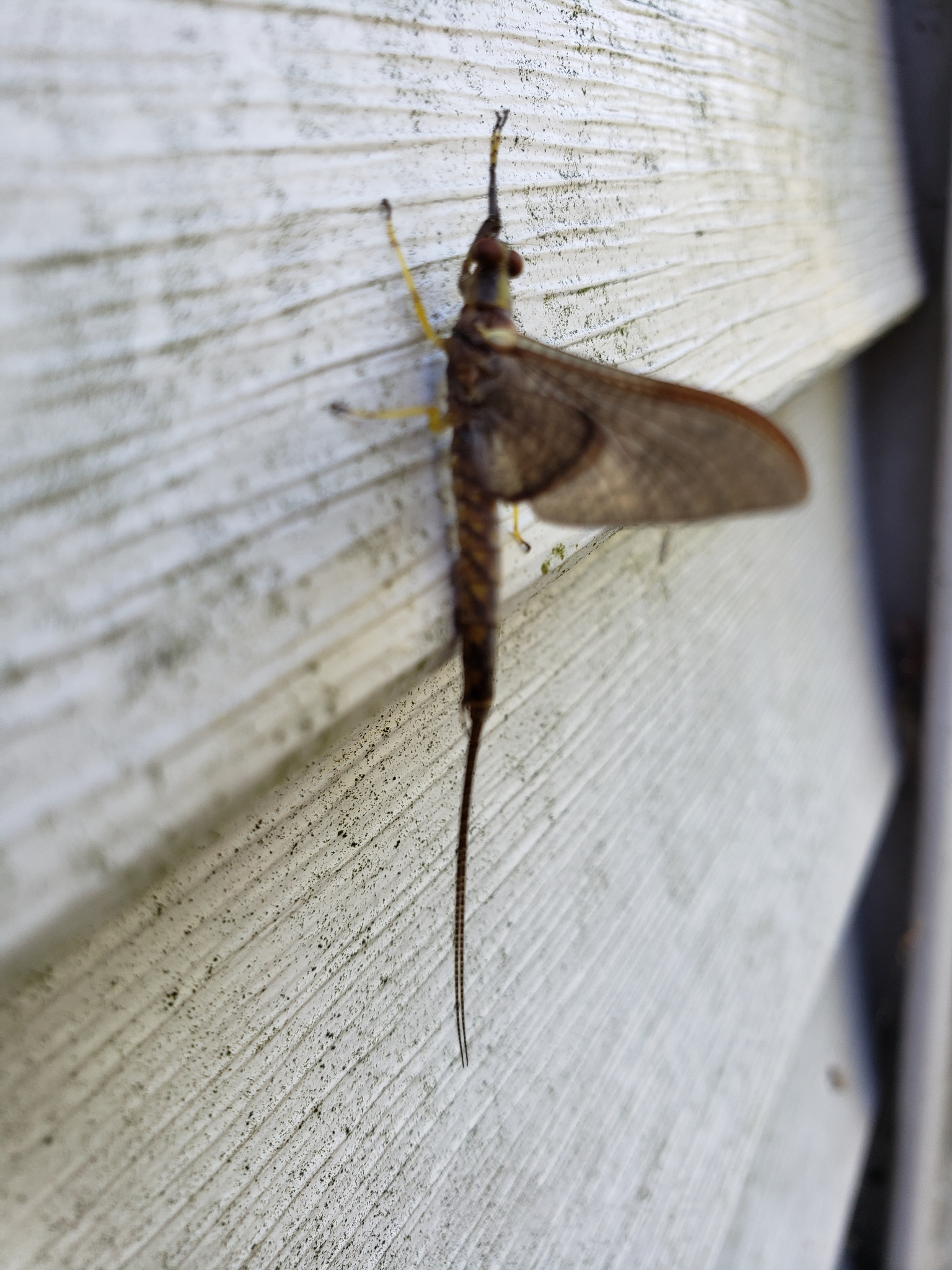 Ephemera simulans Walker, 1853