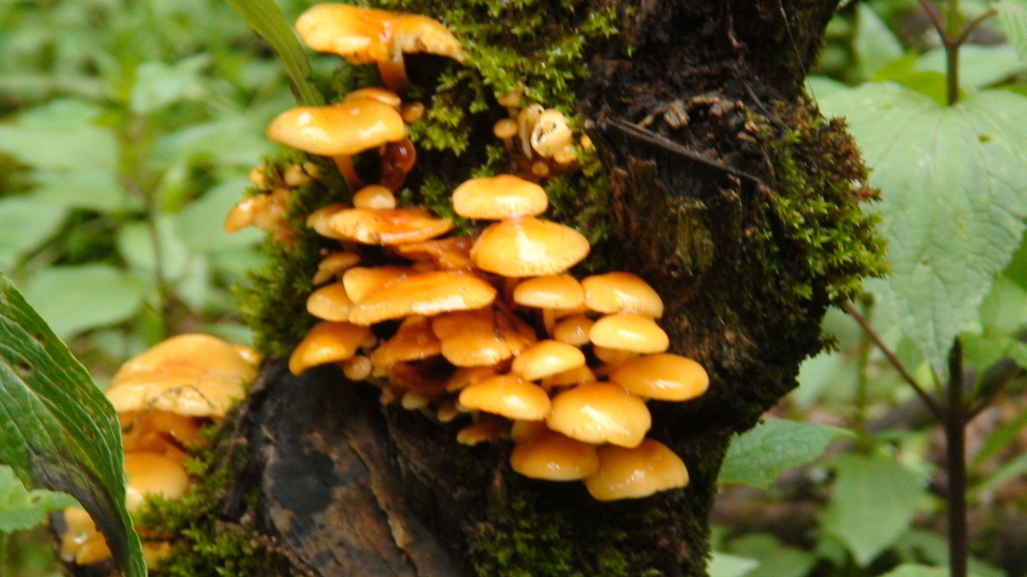 Flammulina mexicana Redhead, Estrada & R.H.Petersen