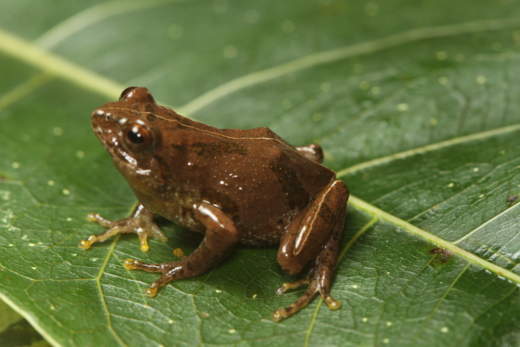 Spinular Bush Frog from Chikmagalur, Karnataka, India on July 14, 2015 ...