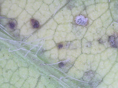 Cercospora sojina · iNaturalist Mexico