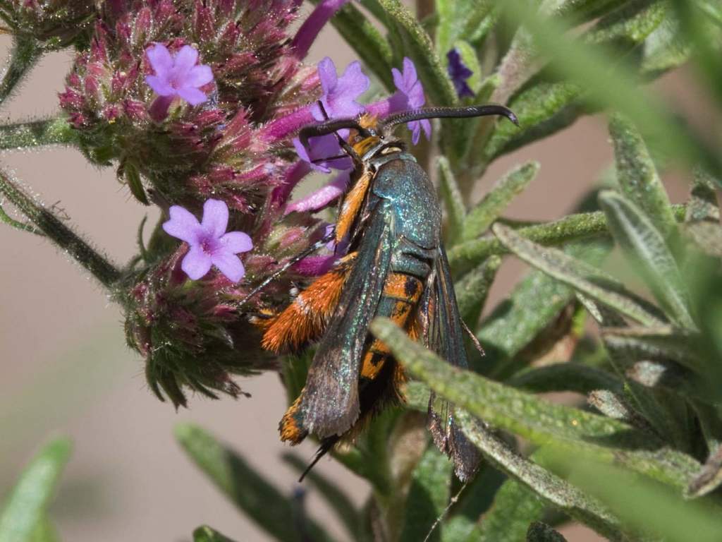 Southwestern Squash Vine Borer from Goodnight Trail yard, Dripping ...