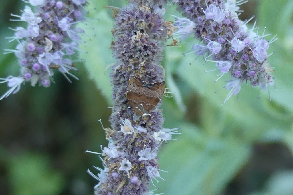 fig-tree skeletonizer moth from Albacete, España on August 16, 2020 at ...