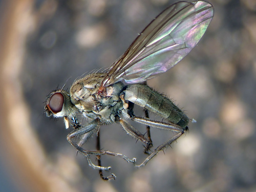 Trichopalpus fraternus · iNaturalist