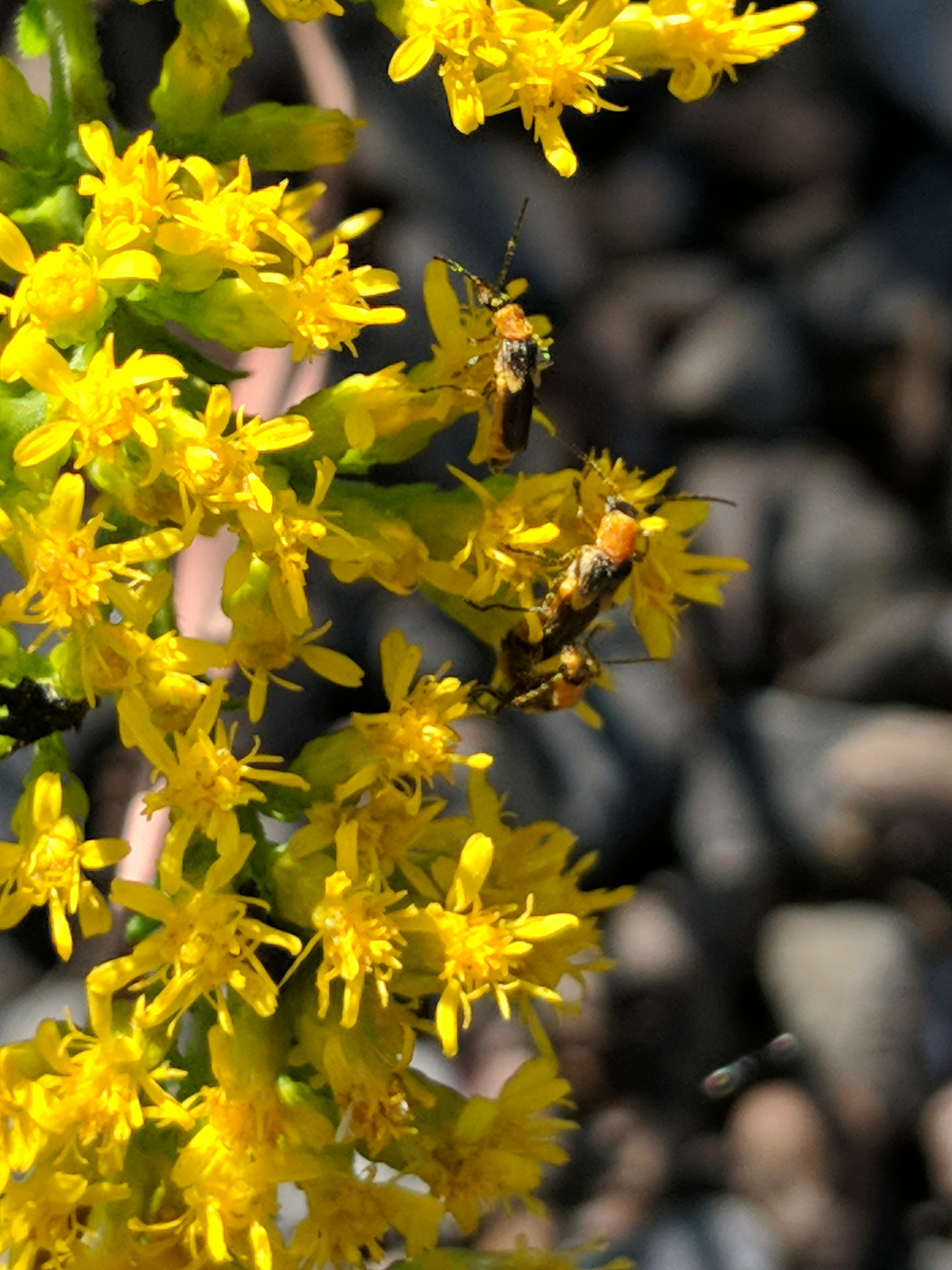 Belotus abdominalis (LeConte, 1851)